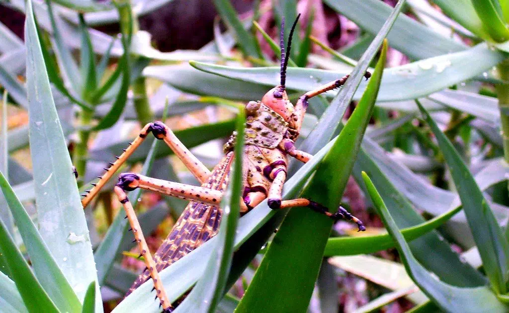 Grasshoppers could be a problem in Sask in 2023 | 620 CKRM The Voice of ...