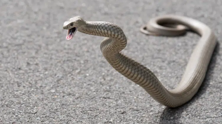 A guy had a venomous brown snake wrap around his leg while he was ...