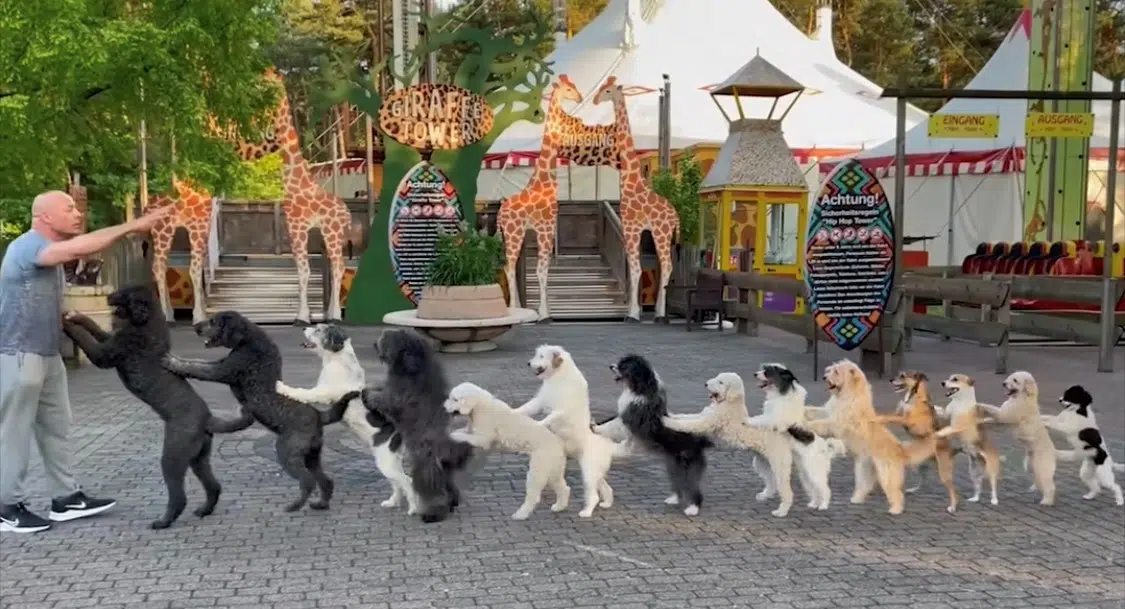 Check out this conga line of dogs! | WILD 953 - Calgary's New Country