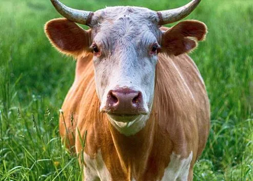 Group of bulls flee from farmers near Milton, quickly located | FM101 ...