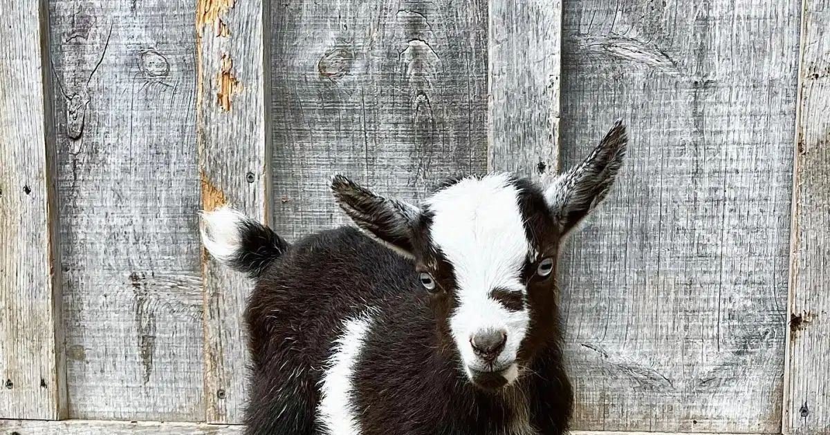 COMMUNITY SPOTLIGHT: Port Hope’s Haute Goat Farms opens disc golf ...