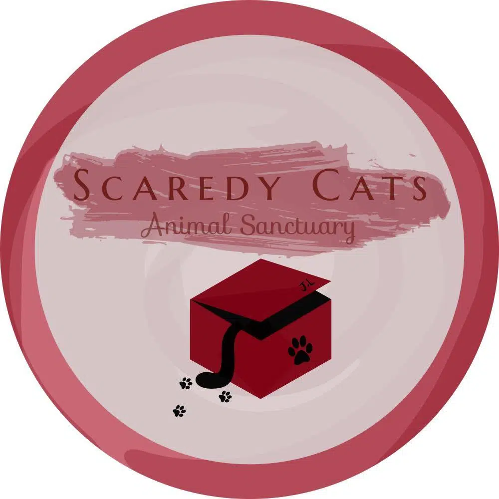 COMMUNITY SPOTLIGHT: Scaredy Cats Animal Sanctuary Serving Brighton and ...