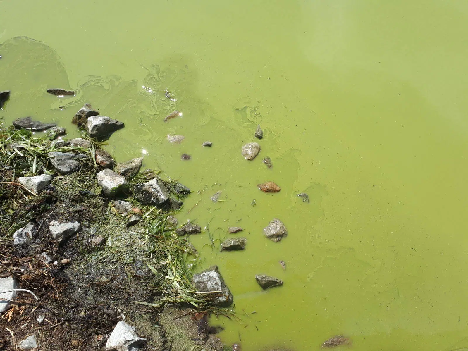 Blue-green algae confirmed at Muskrat Lake in Cobden | 104.9 Pembroke Today