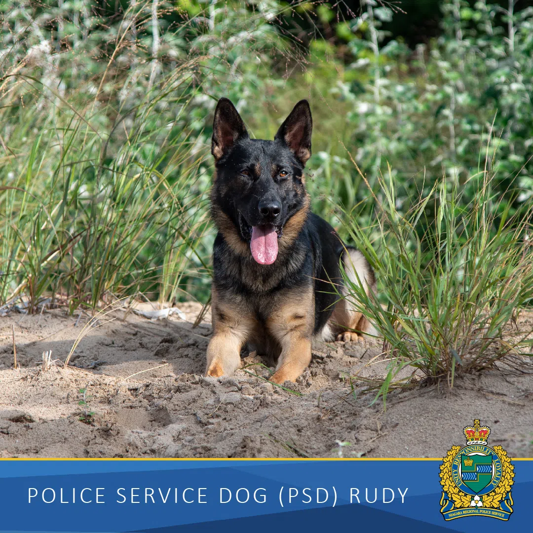 Police Service Dog Rudy tracks and locates two break and enter suspects ...