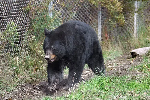 Black bear – wild turkey applications due | TCHDailyNews