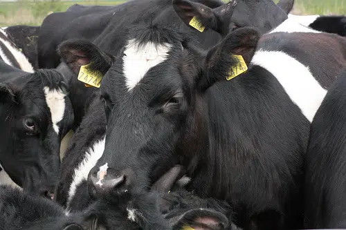 GENEX headquarters to remain in Shawano after merger | TCHDailyNews