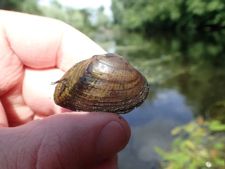 First statewide native mussel survey in 40 years reveals mixed trends ...