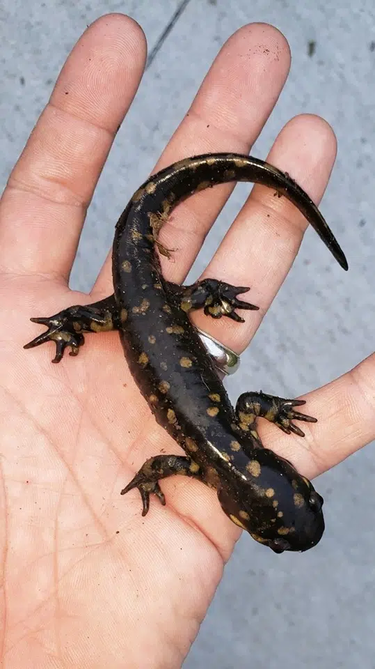 Saving Slimy Salamanders Season | TCHDailyNews