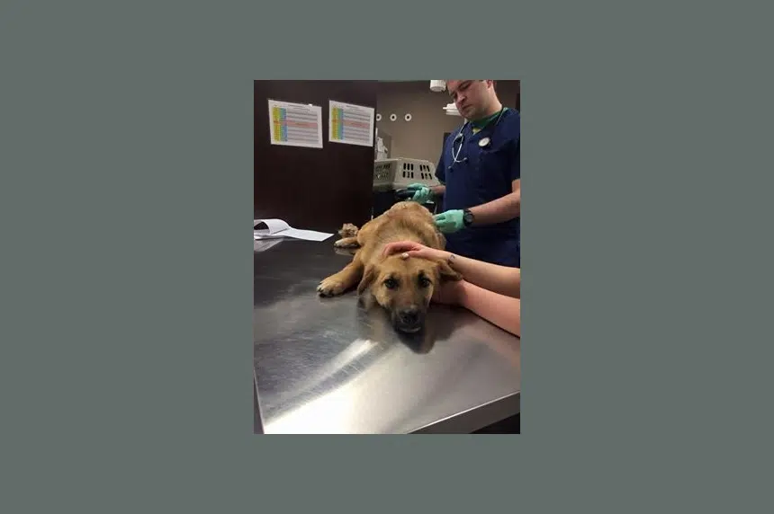 Dog shot with arrow recovering in Lumsden | 980 CJME