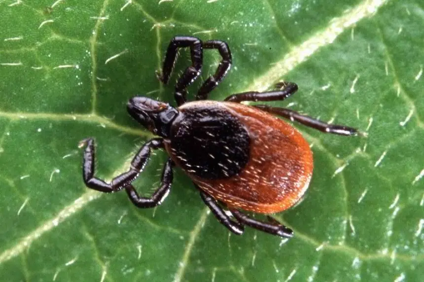 'Careful in tall grass' tips on avoiding ticks | 980 CJME