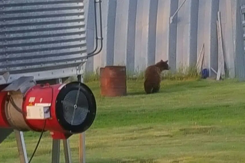 Bear visits family farm outside Craven | 980 CJME