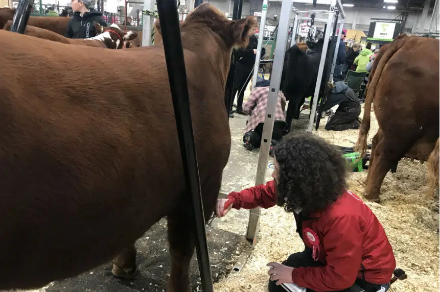 ‘Work never ends:’ cattle fitter gives insight on show prep | 980 CJME