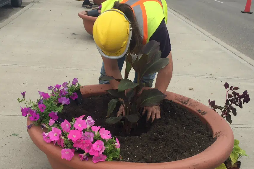 Flower frenzy: more pots planted in Regina this summer | 980 CJME