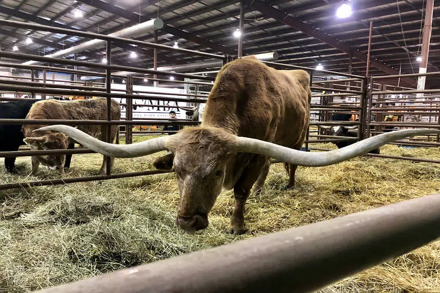 The ’10th biggest steer ever recorded’ beefs up Agribition | 980 CJME