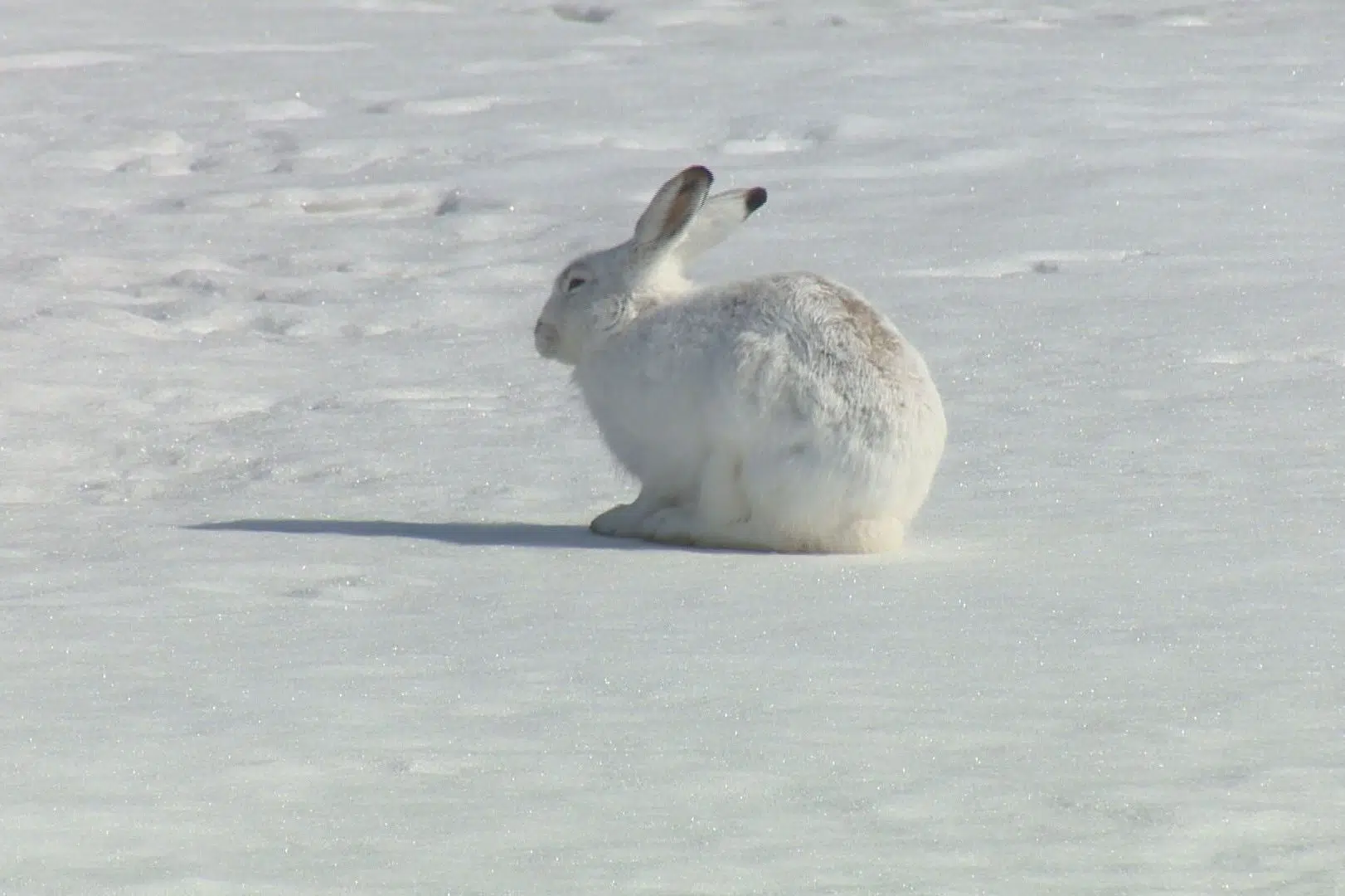 Wildlife biologist skeptical of trapping rabbits in Regina | 980 CJME