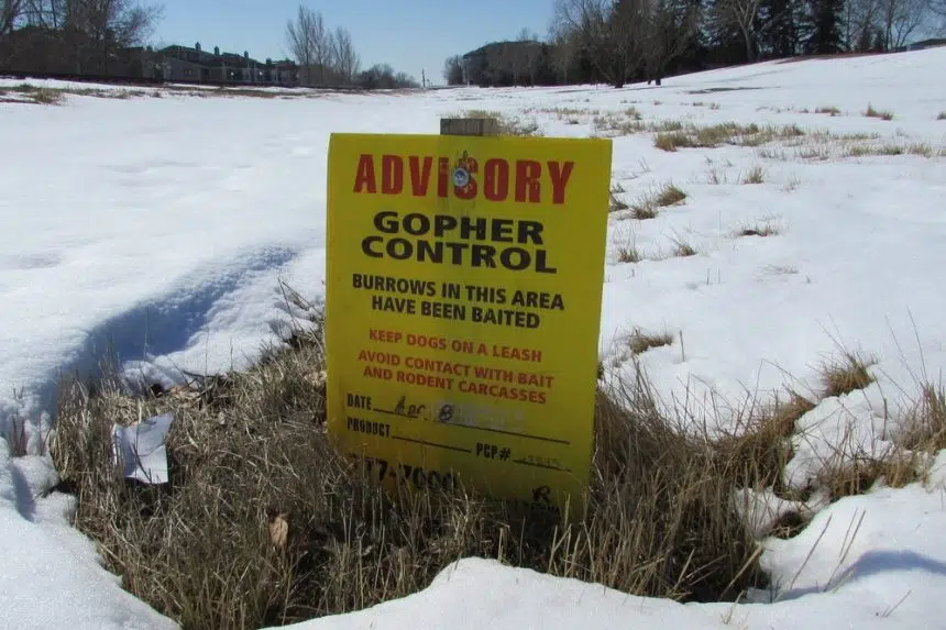Gopher control underway in Regina parks; wildlife advocate concerned ...