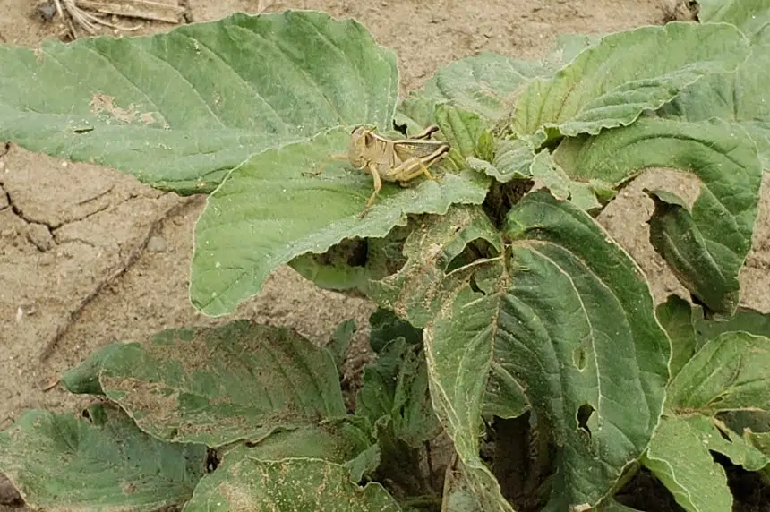 Grasshoppers swarm farm near Radville | 980 CJME
