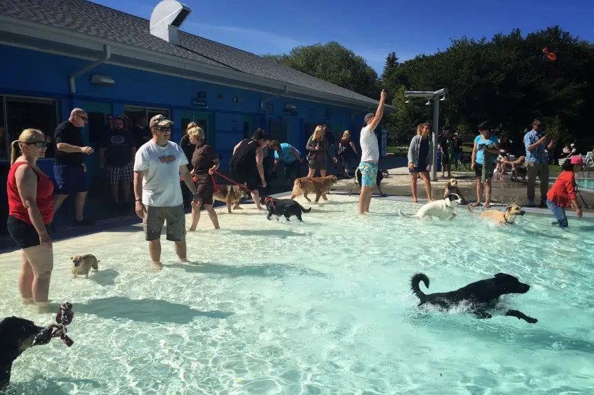 Pups in the pool: Regina dog swim to close out summer at outdoor pools ...