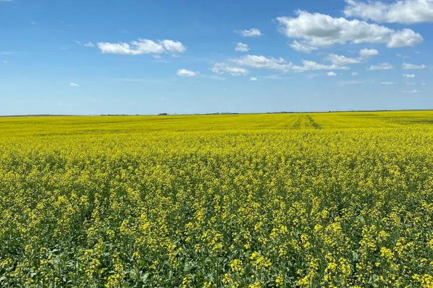 Some crops in Sask. in excellent condition: Ministry of Agriculture ...
