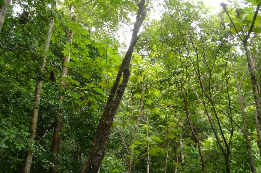 Planting a seed: City of Regina giving away seedlings on National Tree ...