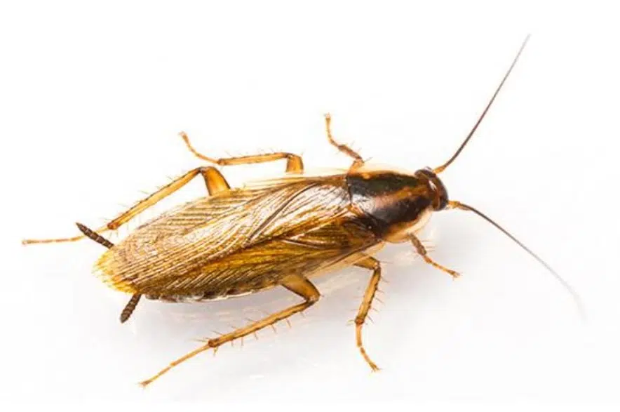 German cockroach situation in Regina is worst one expert has ever seen ...