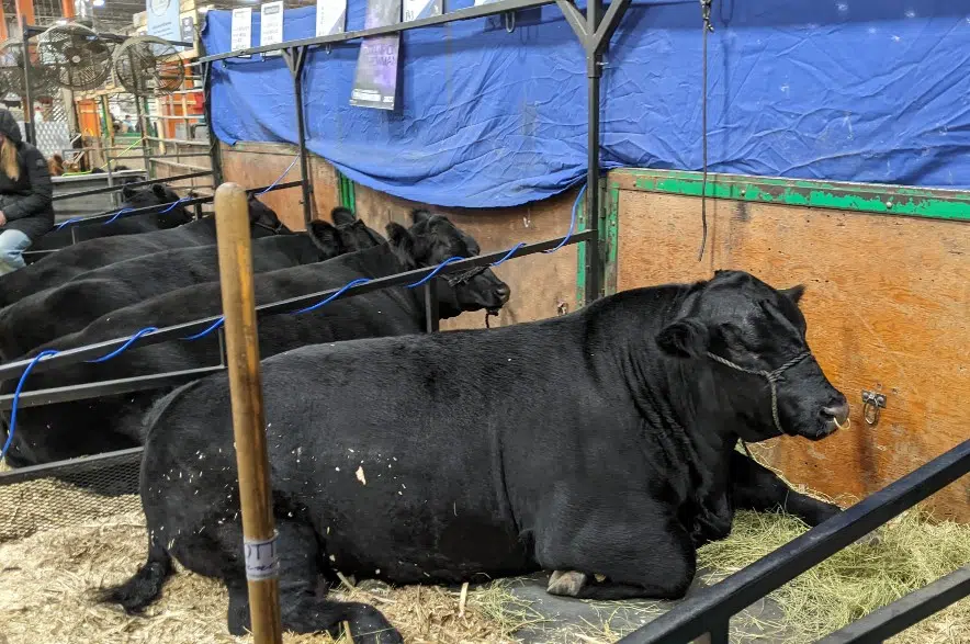 Agribition draws rave reviews from Australian farmer | 650 CKOM