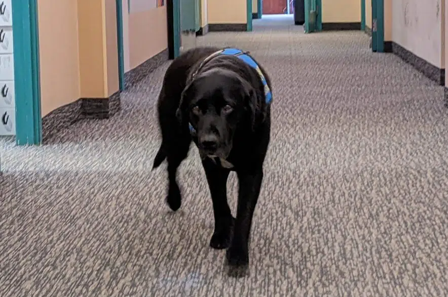 Merlot the RPS therapy dog retires after eight years on the job | 980 CJME