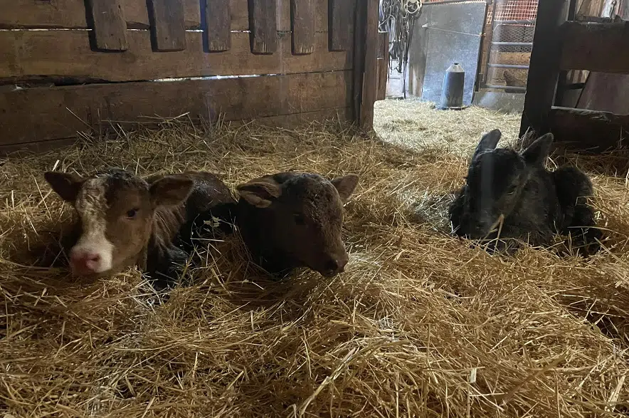 Regina-area farm welcomes triplet calves | 980 CJME