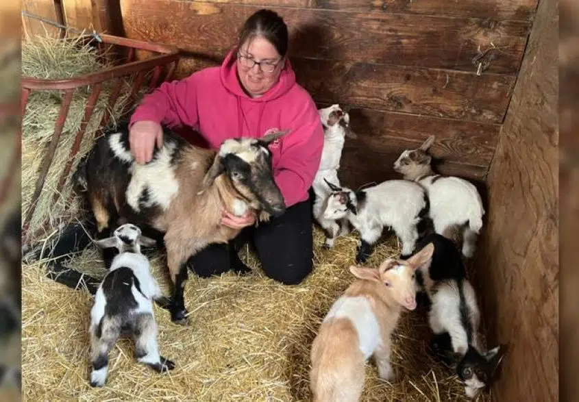 ‘Are you kidding me?’ Shellbrook area goat delivers sextuplets | 650 CKOM