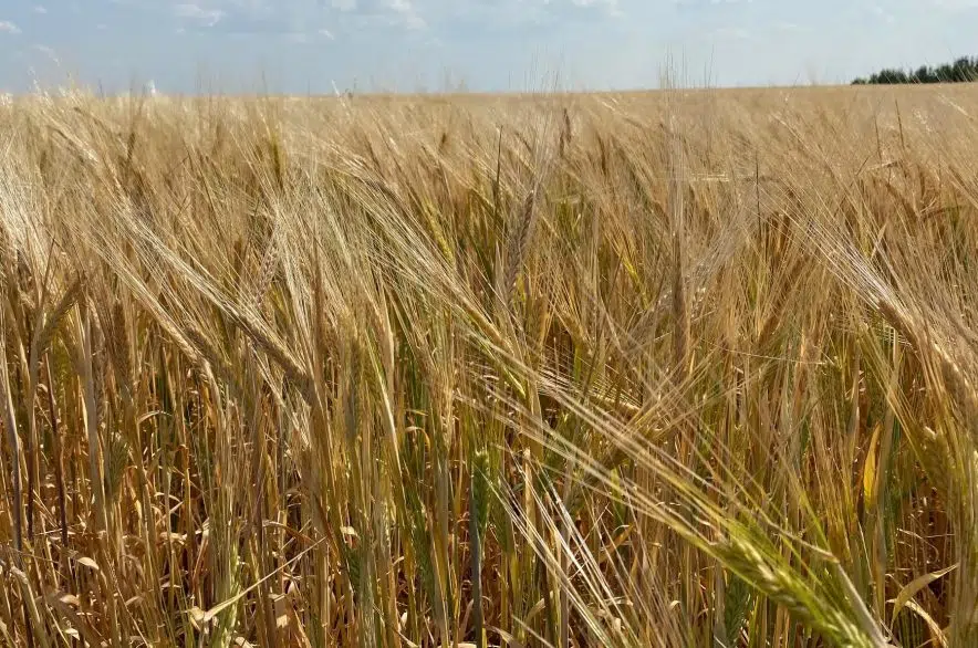 Crop report says harvest in Saskatchewan is one-third complete | 980 CJME