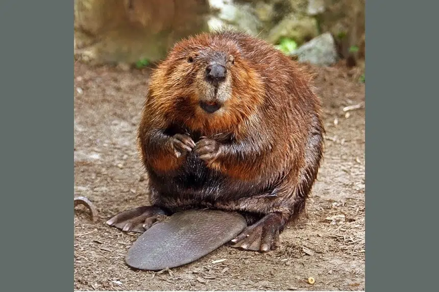 First Sask. beaver derby nabs 600 rodents | 650 CKOM