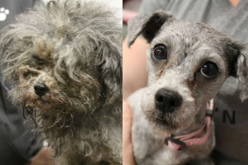 Group of stray dogs found in Saskatoon to find new homes | 650 CKOM