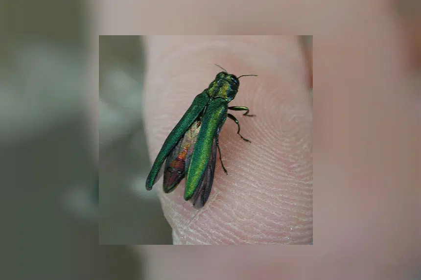 100,000 ash trees in Saskatoon at risk by invasive beetle | 650 CKOM