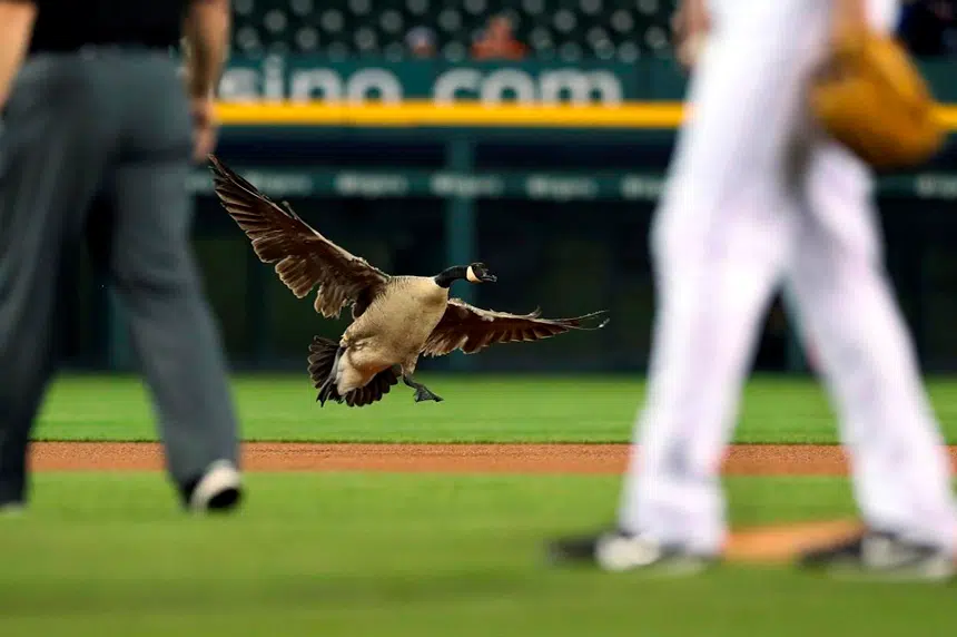 Attempt to remove goose from baseball stadium ends in chaos | 650 CKOM