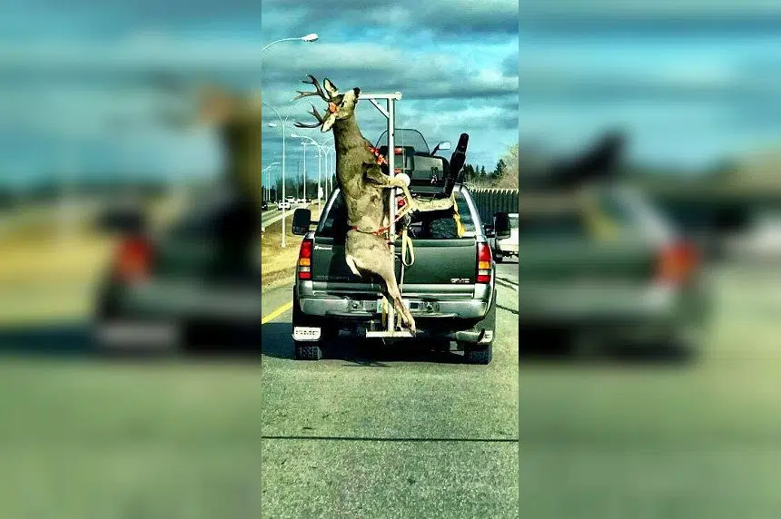 ‘Cover his body’: Buck shot stirs controversy over hunting | 650 CKOM