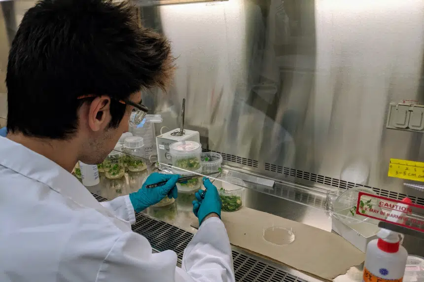 Aurora boosting medical cannabis research in Saskatoon | 650 CKOM