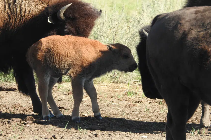 Bonus baby bison for Wanuskewin Heritage Park | 650 CKOM