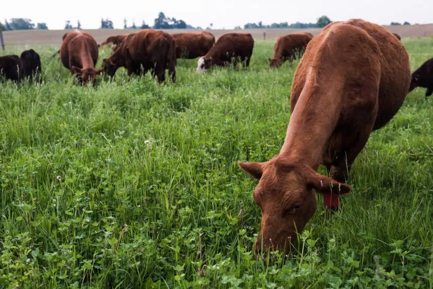 Saskatchewan cattle seizure results in over $20K in fines | 650 CKOM