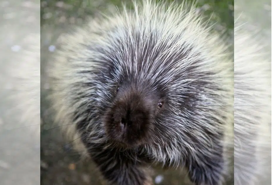 Georgia the porcupine dies on New Year’s Eve | 650 CKOM
