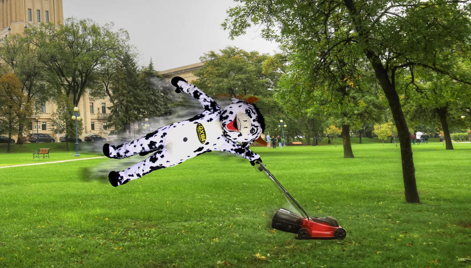 Cow Mows Best | QX104 - Country