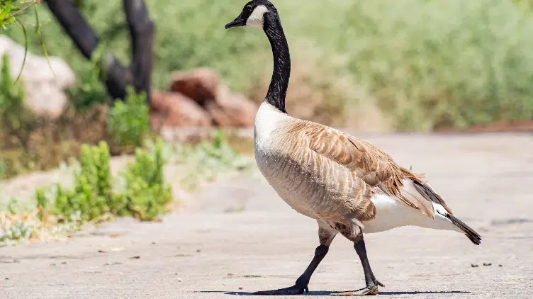Charis & Jeremy – a sassy goose | 102.7 THE PEAK - Alternative Vancouver.