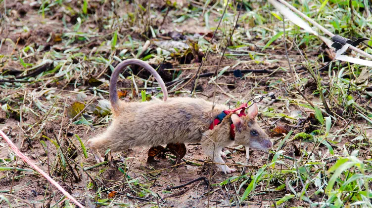 Charis & Jeremy – Rescue Rats with tactical vests and cargo shorts ...