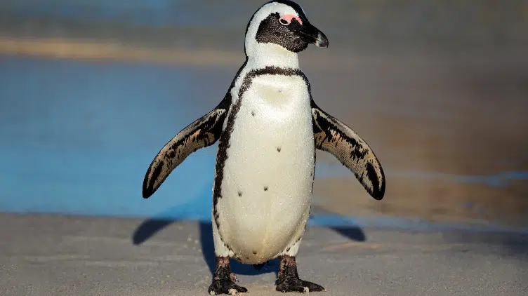 Charis & Jeremy – A penguin with bumblefoot | 102.7 THE PEAK ...