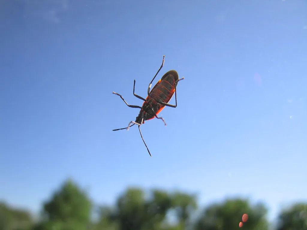 MARYLAND CANDY STORE IS SELLING CHOCOLATE-COVERED CICADAS | b93.fm