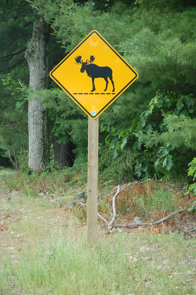Canada Has New Moose Crossing Signs! | b93.fm