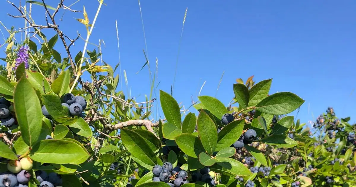 COMMUNITY SPOTLIGHT: Blueberry season arrives at Hugli’s Blueberry ...