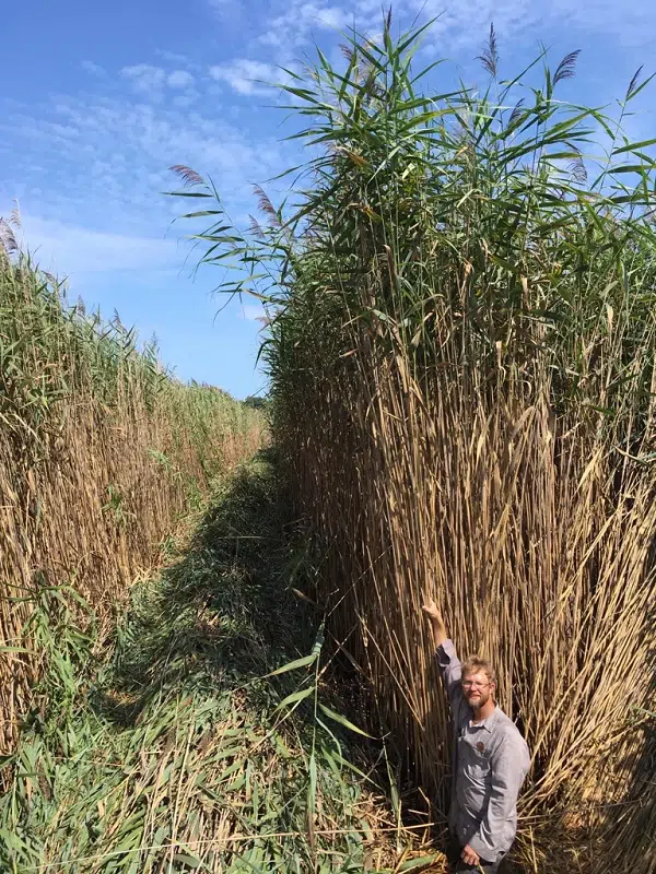 Local Group Offering To Remove Phragmites In Norfolk For Free ...
