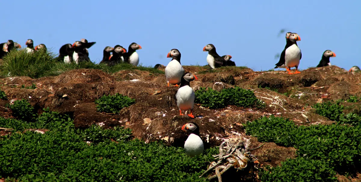 Prospective Participants Pack Puffin and Petrel Patrol | VOCM