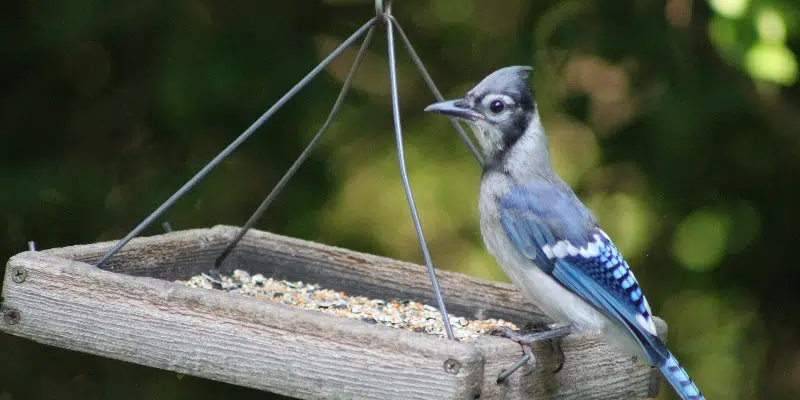 Laboratory Confirms Presence of Frounce in Province | VOCM