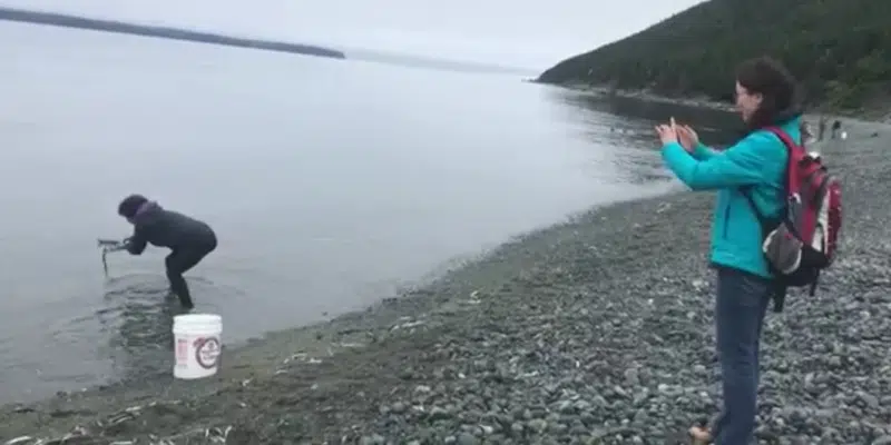 Capelin Catchers Fill Their Buckets at Topsail Beach | VOCM